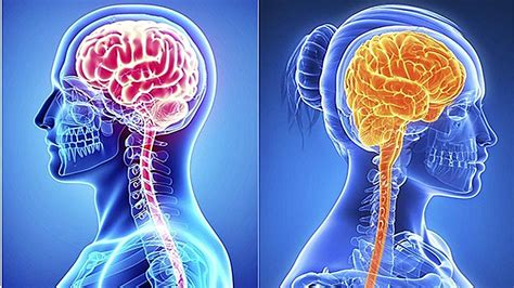 5 Diferencias Entre El Cerebro Masculino Y Femenino