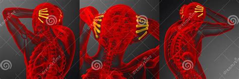 Osso Metacarpal Ilustração Stock Ilustração De Render 88888486