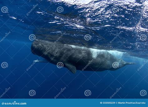 Sperm Whale Cachalot Physeter Macrocephalus Stock Image Image Of