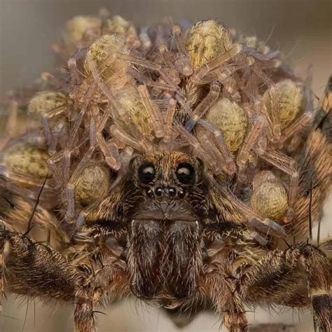 Are Wolf Spiders Poisonous How To Get Rid Of Them