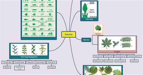 Ментальна карта до уроку Листок Ілюстрації Біологія