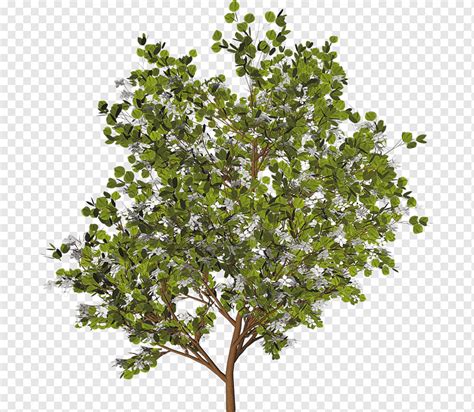 Tree Arboles Leaf Branch Information Png PNGWing