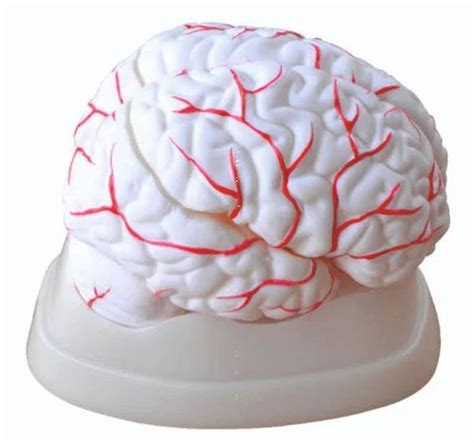 Pvc Human Brain Magnetic Model 8 Parts At ₹ 1500 Piece In Ambala Id 2856628360297