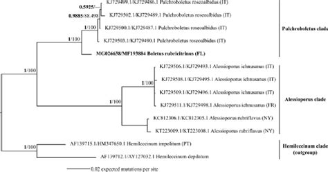 bayesian tree inferred from combined lsu and its sequences bpp values