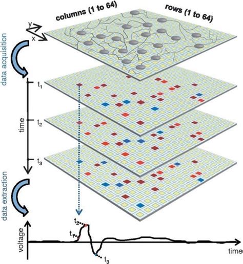 Microelectrode Array MEA Explained Brain