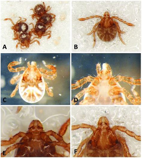 Dermacentor Variabilis Larvae A Collected On Masking Tape B Dorsal Download Scientific