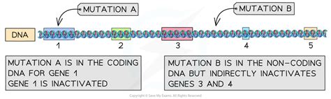 Gene Expression Ocr Gcse Biology Revision Notes