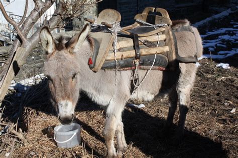 «Βαράει το σαμάρι για να ακούσει ο γάιδαρος