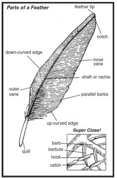 Anatomy Of A Feather Feather Anatomy Types Of Feathers Art Jewelry