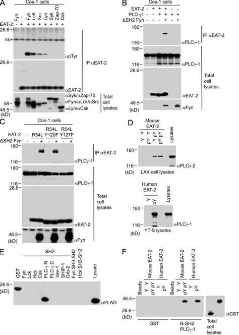 Phosphorylated Tyrosine 127 Of Eat 2 Binds The N Terminal Sh2 Domain Of Download Scientific