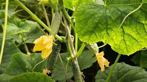 Як правильно садити огірки на розсаду в 2024 році корисні поради експертів Читайте на Ukr Net