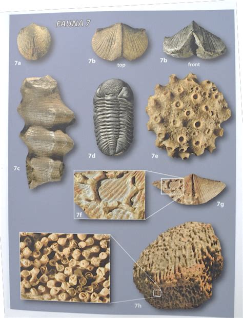 Part Index Fossils In Depositional Sequences The Chegg
