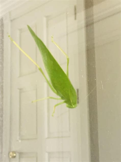 Grasshopper R Whatsthisbug