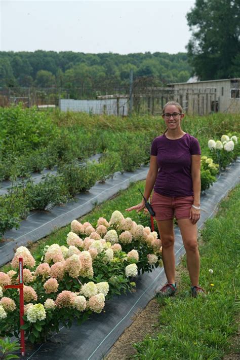 Dwarf Limelight Hydrangea Buy Prices