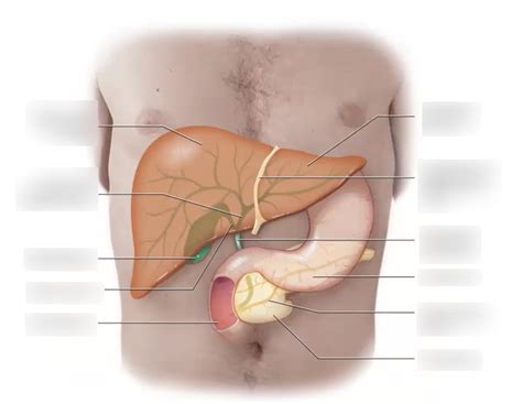 Biliary Tree Anatomy Diagram Quizlet