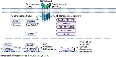 Transforming Growth Factor β Signaling In Alcohol Associated Liver