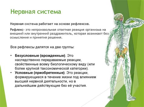 Рефлекс Рефлекторная дуга презентация онлайн