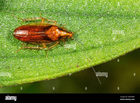 Cockroach In Montane Rainforest In The Cordillera Del Condor The
