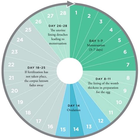 Improve Your Sex Life By Tracking Your Monthly Cycle Married Christian Sex