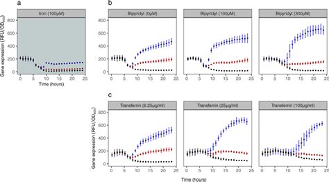 Temporal Dynamics Of Siderophore Reporter Gene Expression At The Download Scientific Diagram