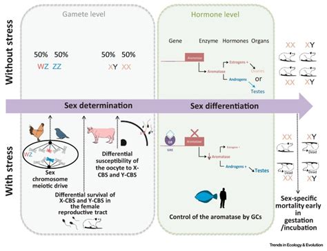 the adaptive sex in stressful environments trends in ecology and evolution
