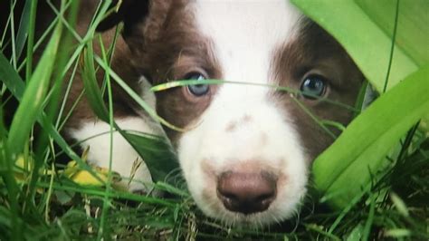 Are Border Collies Cute