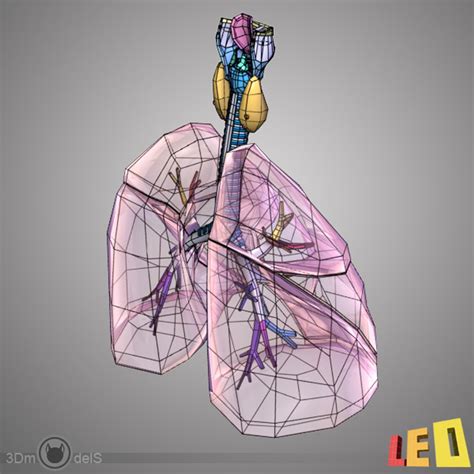 3d Model Respiratory Anatomy Lung