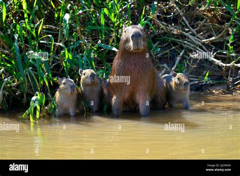 Capybaras Hydrochoerus Hydrochaeris Or Capybaras Mother With Three