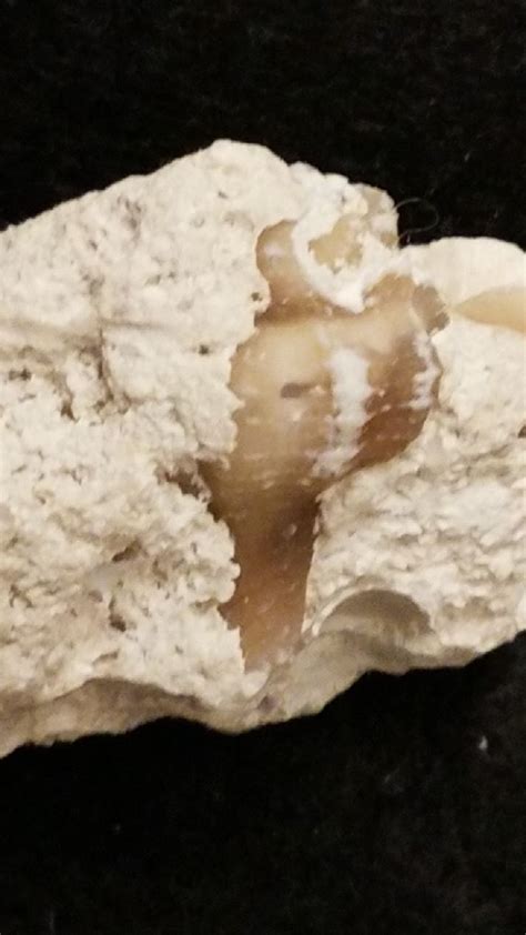 Agatized Fossil Shell Food Desserts Ice Cream