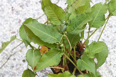Persicaria amplexicaulis