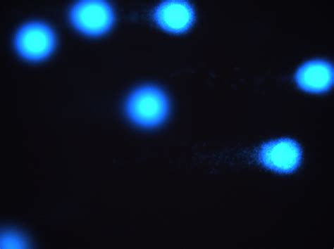 234 Questions With Answers In Comet Assay Scientific Method