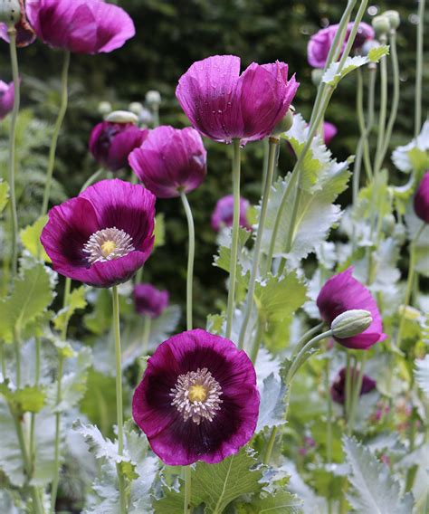 How To Grow Poppies And Favorite Varieties Finegardening