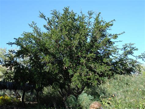 Find Plants Texas Ebony