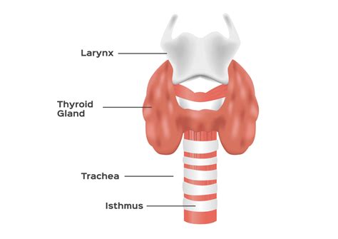 Breast Milk Jaundice Apollo Hospitals Blog