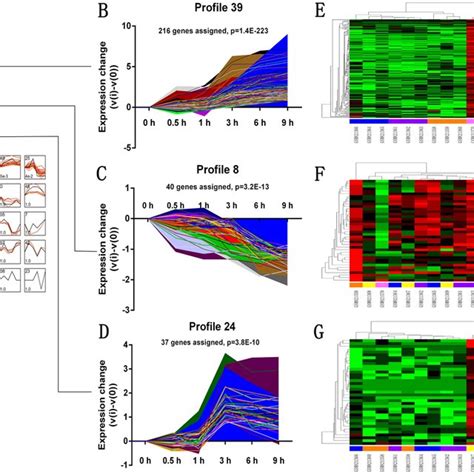 Three Temporal Expression Profiles The Profile 39 And 24 Displayed