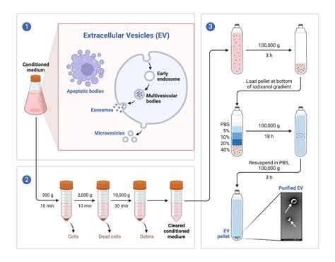 Extracellular Vesicle Separation By Density Gradient