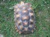 Sex Id Tortoise Forum