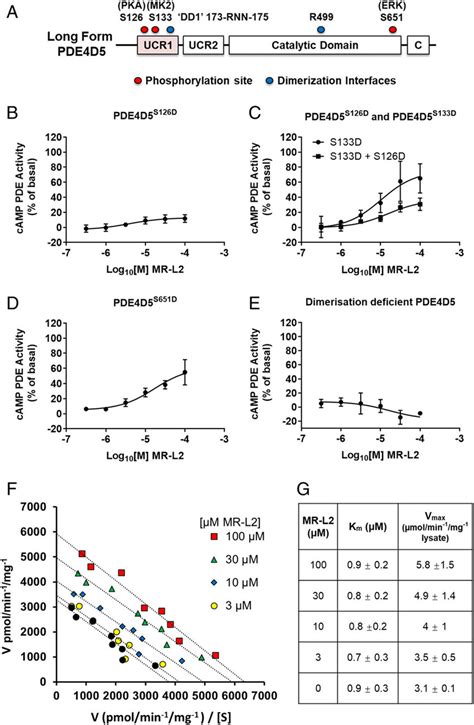 Pde4 Activator Treatment Phenocopies Pkamediated Activation Of Long