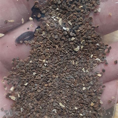 Seeds From Kannaland South Africa Rkanna