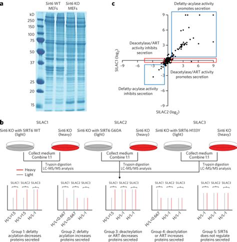 Researchers Develop A Method To Investigate How A Protein Is Delivered