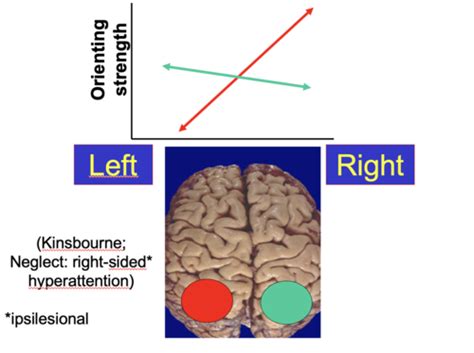 flashcard neuropsychology disorders of object and spatial processing