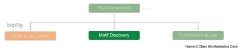 Motif Analysis Peak Analysis