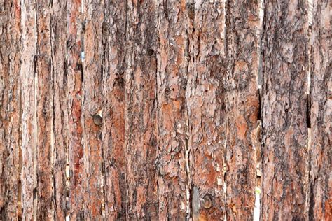 Tree Bark Texture Wallpaper Stock Image Image Of Protection Bark 68871807