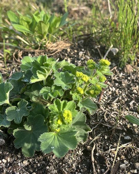 比良のレディスマントル News 合同会社organic Herb Center｜オーガニックハーブの栽培・加工・販売