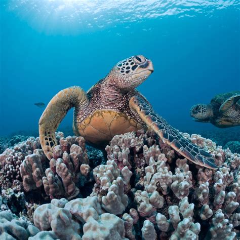 Learn About Marine Life And Marine Animals Pwf