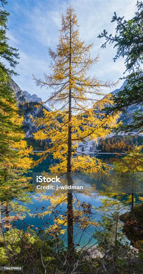 가을 평화로운 알프스 호수 브라이스 또는 프라저 와일드 제 파네스센프라그 국립공원 사우스 티롤 돌로미테스 알프스 이탈리아 유럽 그림 같은 여행 계절과 자연 아름다움 개념