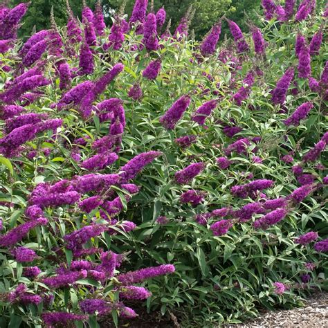 National Plant Network 3 Gal Buddleia Royal Razz Live Shrub Full
