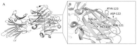 一种天然化合物与抗肿瘤化合物配伍的筛选方法 爱企查
