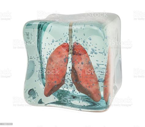 얼음 큐브에 얼어 붙은 인간의 폐 흰색 배경에 고립 된 3d 렌더링 냉동된에 대한 스톡 사진 및 기타 이미지 냉동된 폐