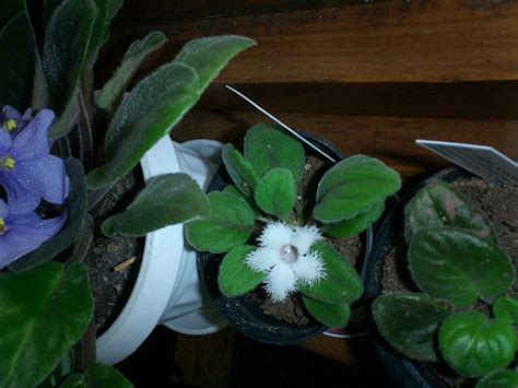 Еписция Episcia Форум